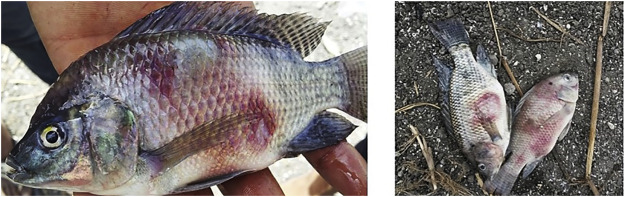 TILAPIA-DATASETS Object Detection Dataset and Pre-Trained Model by Thesis