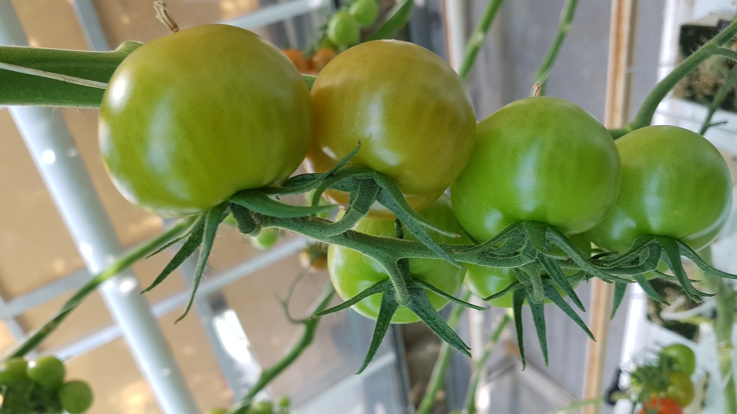 tomato비수확 Object Detection Dataset by TheIMC