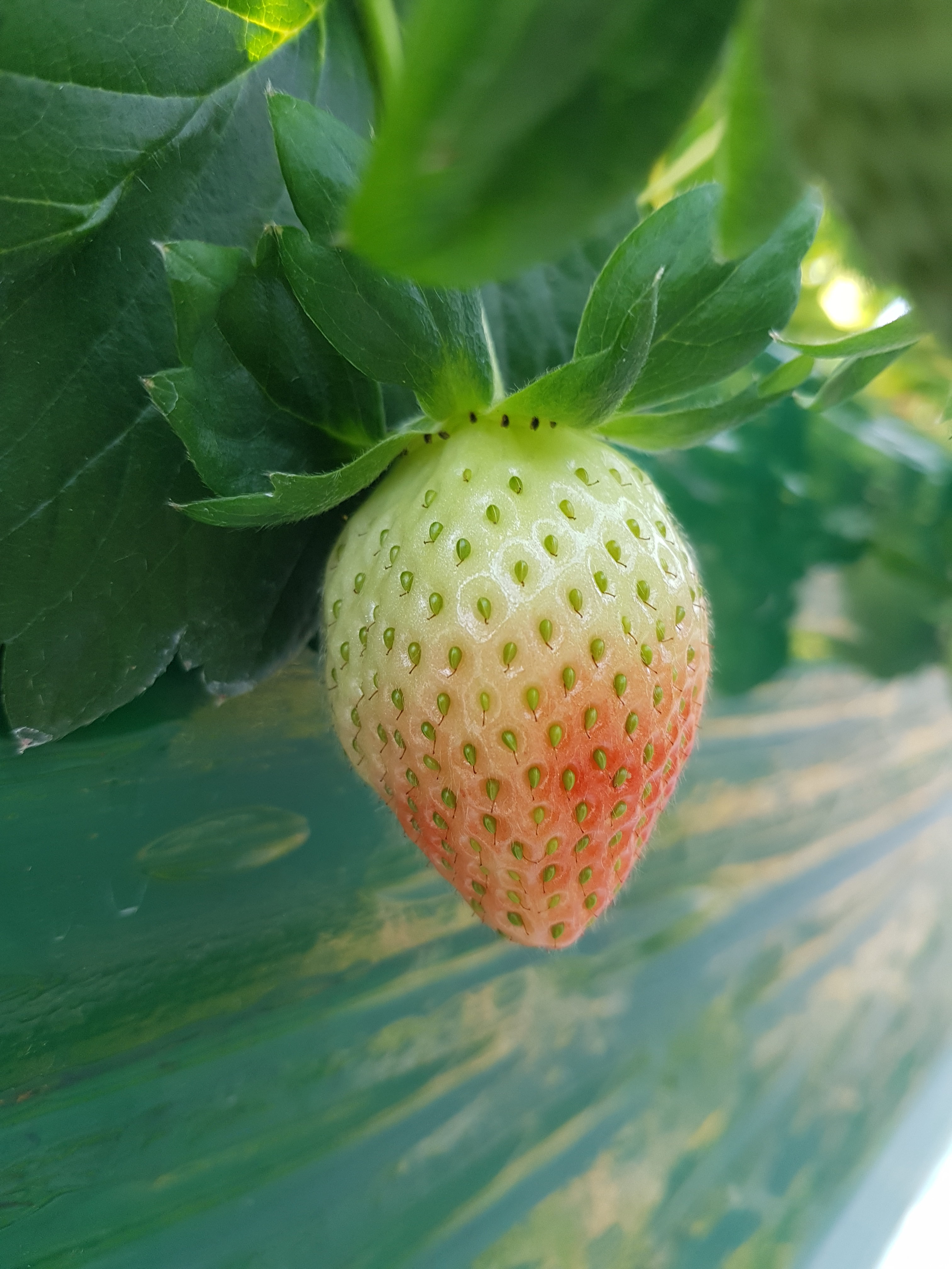 Straw덜익은거 Object Detection Dataset And Pre Trained Model By Theimc