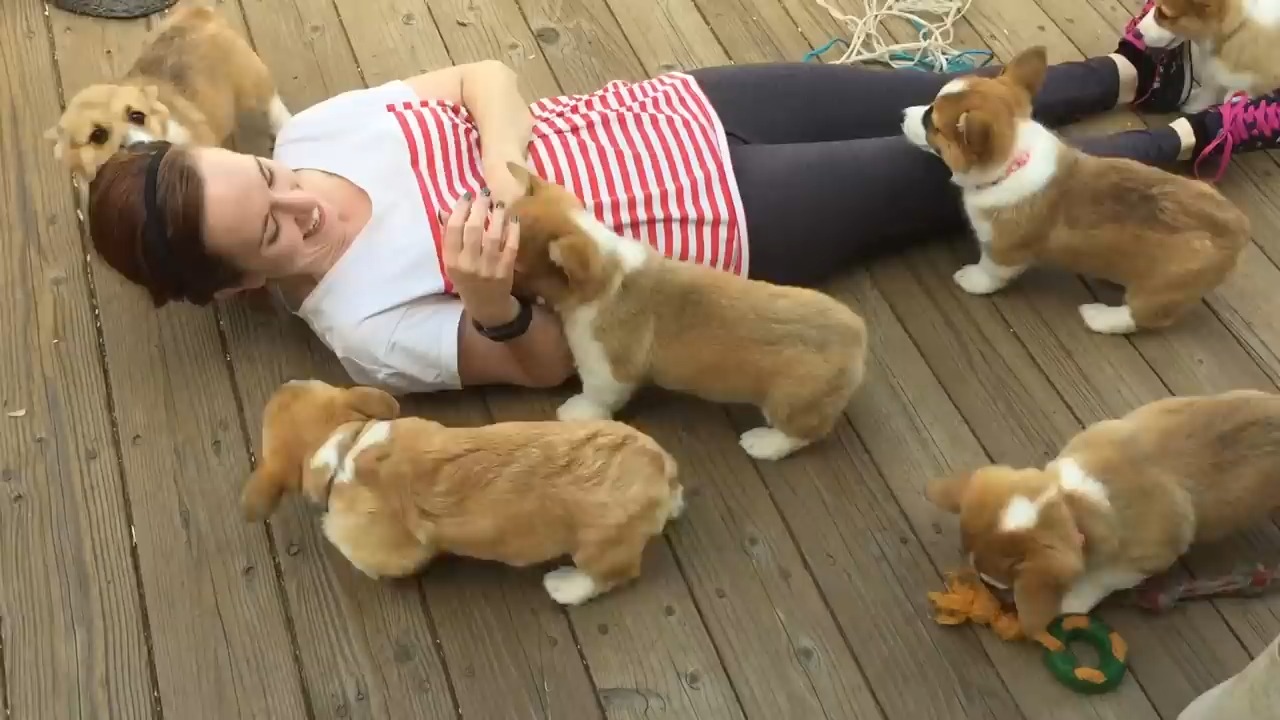 sdadad Object Detection Model by cd