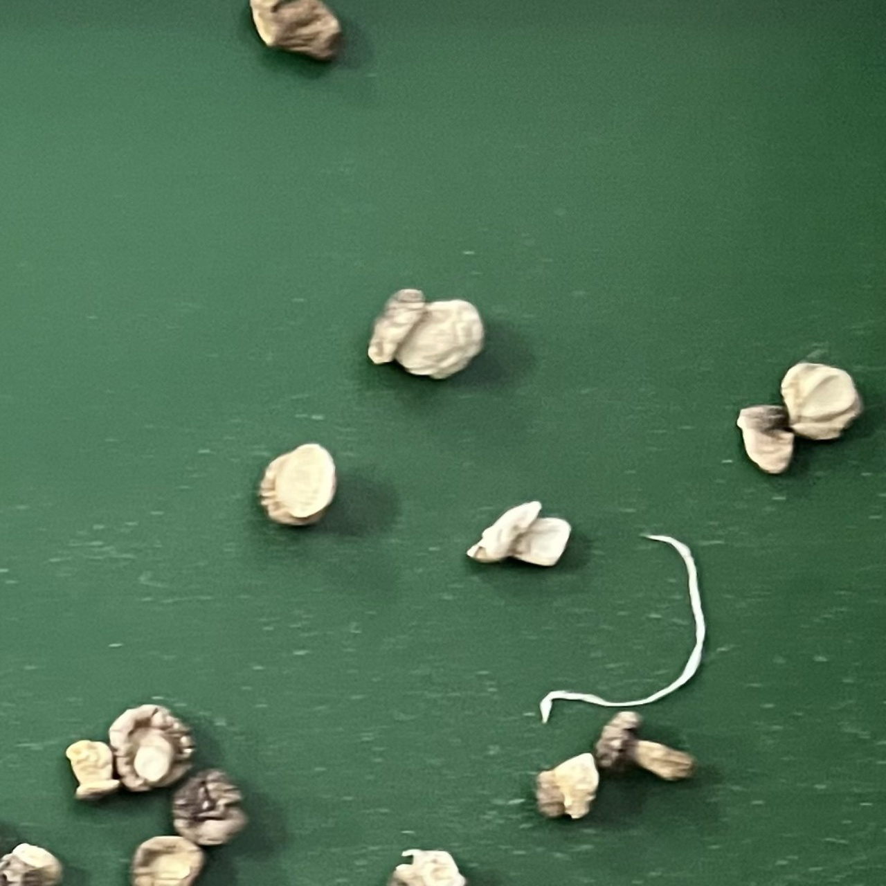 fungi Object Detection Dataset and Pre-Trained Model by henu