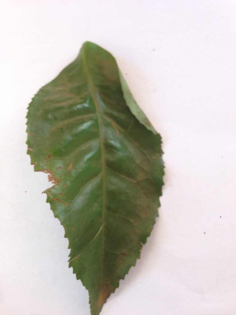 Tea_leaf_disease Object Detection Dataset and Pre-Trained Model by ...