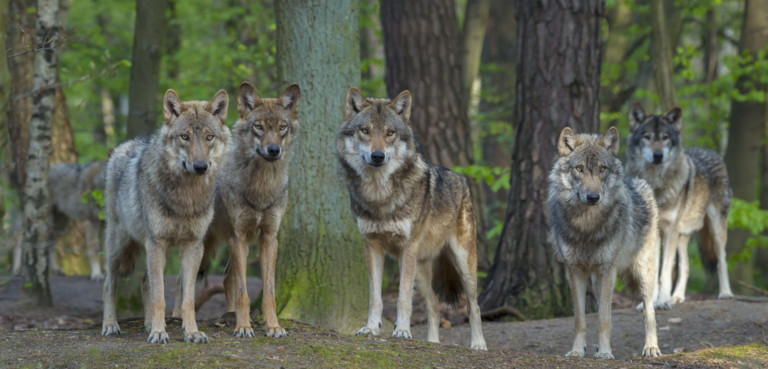 Wolves Object Detection Dataset by Abaca