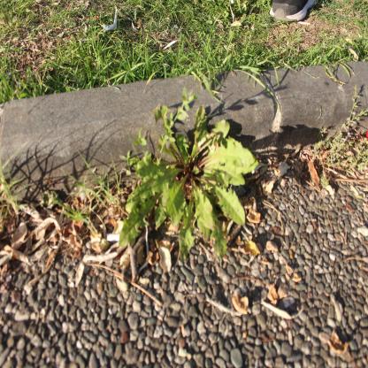 Weed Detection Object Detection Model by Pixelfarming