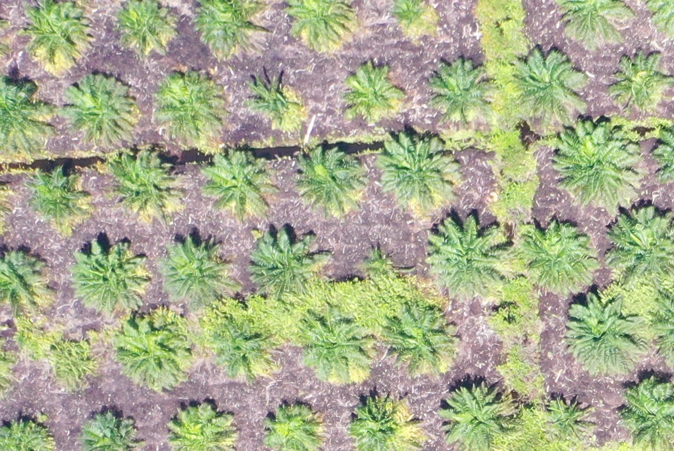 PO-TREE Object Detection Model (v1, 2022-09-26 12:40pm) by YoloDataset