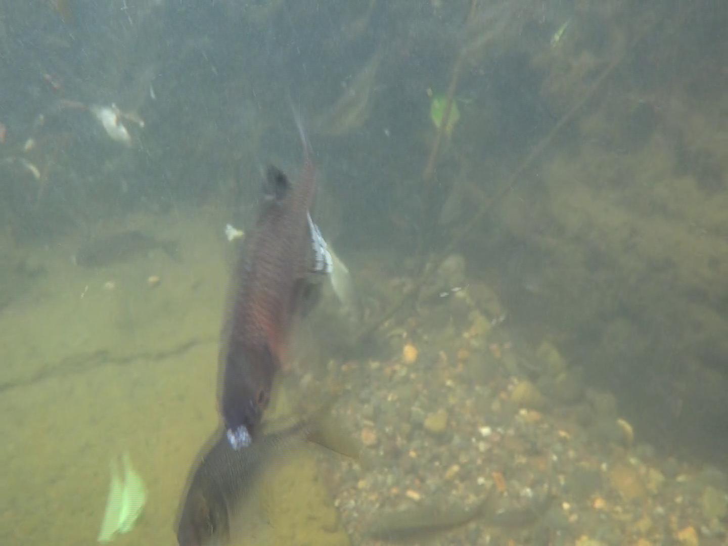 fish Object Detection Model by project-n7rek