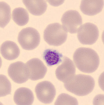 Master thesis Object Detection Model by Lebanese International University