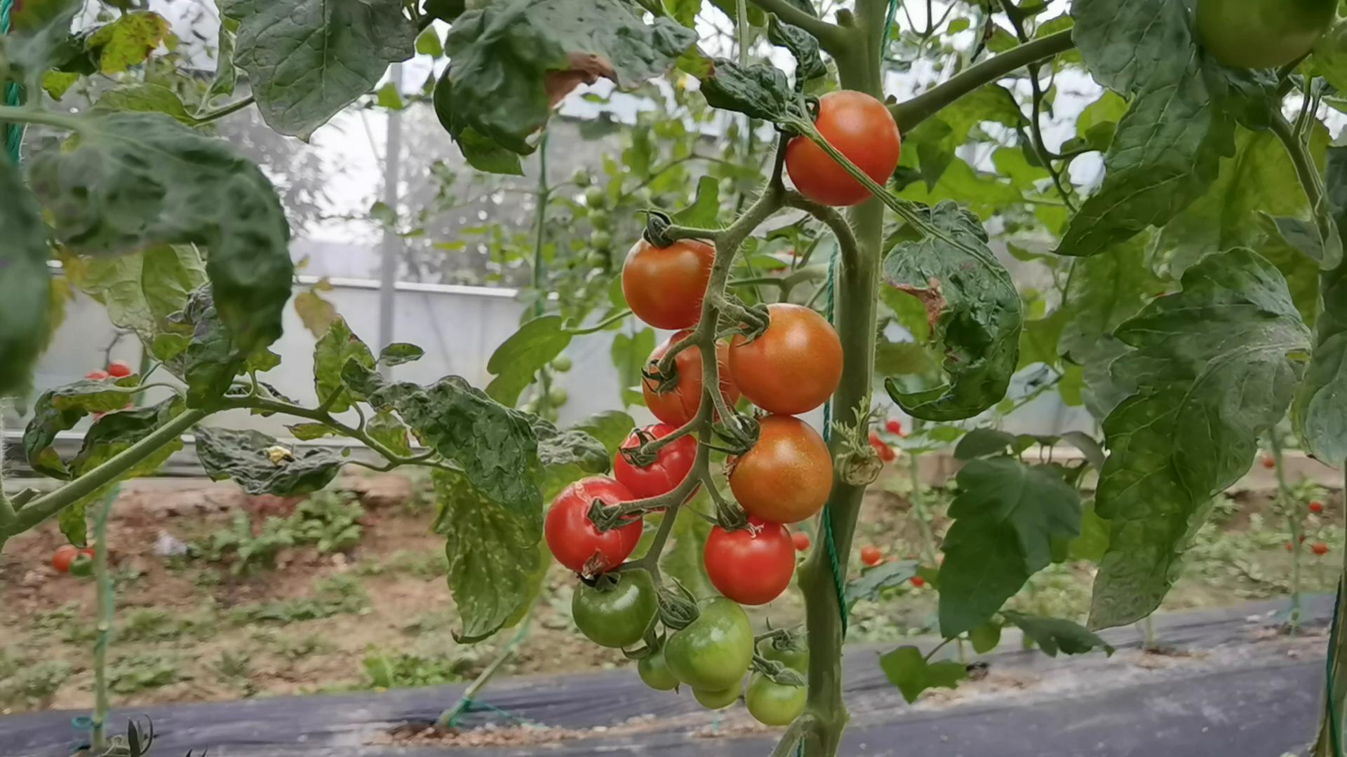 tomato-seg Instance Segmentation Dataset by My Project