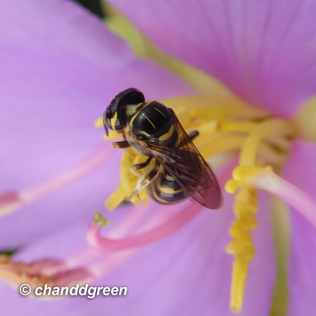 Bees-in-Hong-Kong Object Detection Dataset and Pre-Trained Model by Butterflies