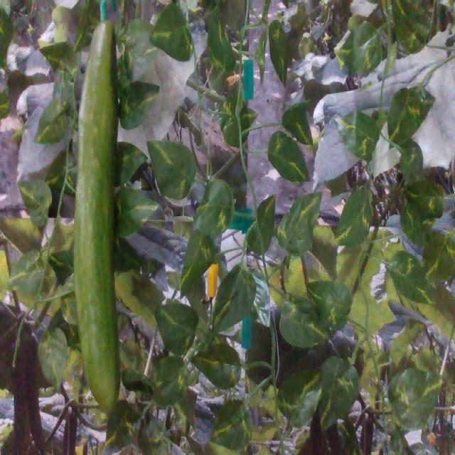 cucumber_v2 Object Detection Dataset by NTNU