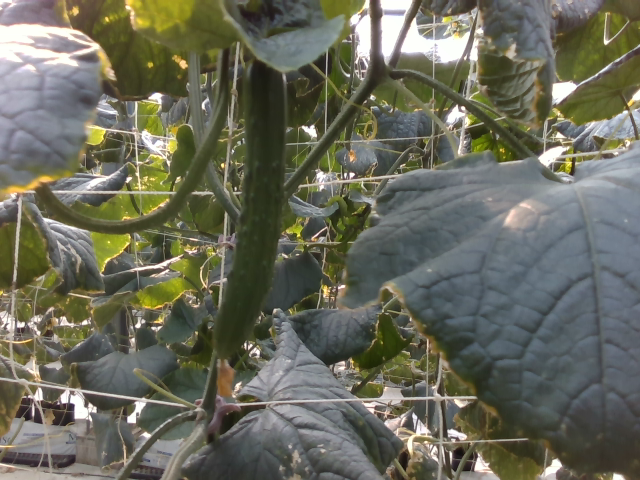 Ghtw Object Detection Dataset By Ntnu