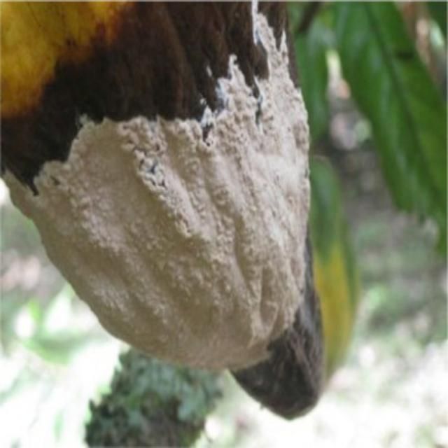 Cocoa Disease Project Object Detection Dataset And Pre Trained Model By