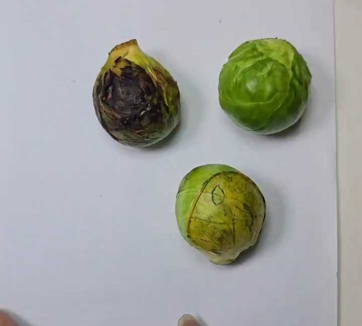 3 cabbage Object Detection Dataset by yolo