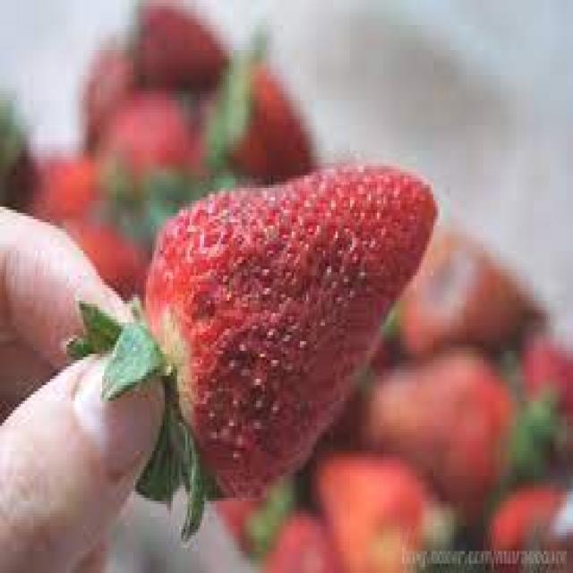 Strawberry Classification Dataset by Test Fruits