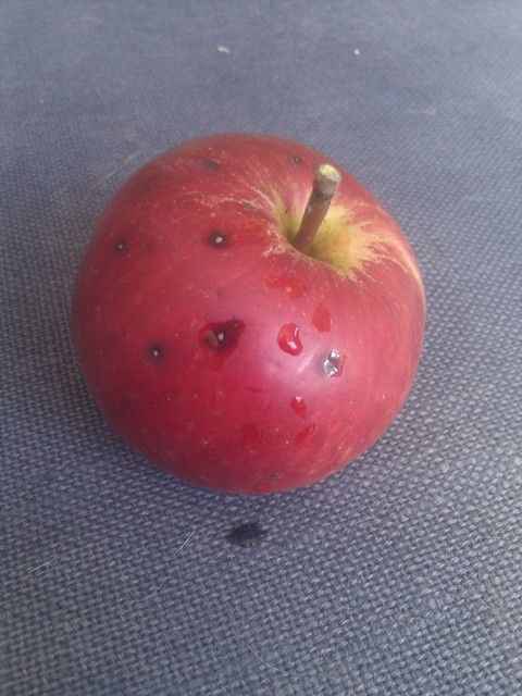 Apple Classification Dataset by Test Fruits