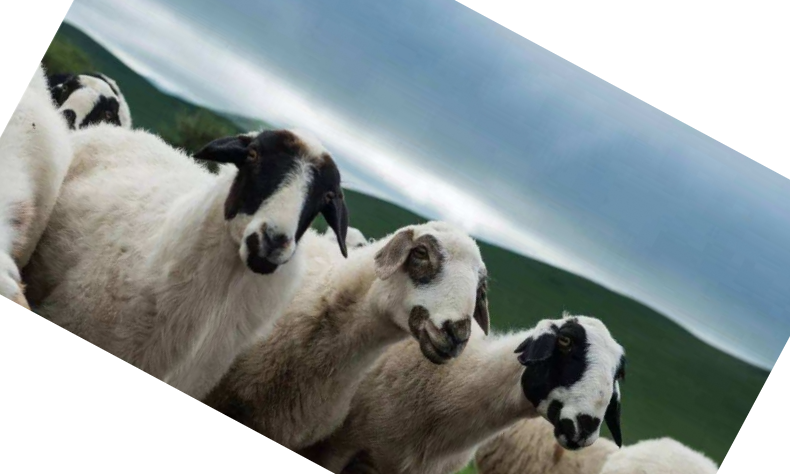 Sheep Model Object Detection Dataset And Pre Trained Model By Murun