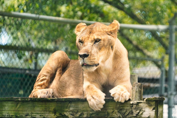 ZOO (zoo-ctwym) - Roboflow Universe