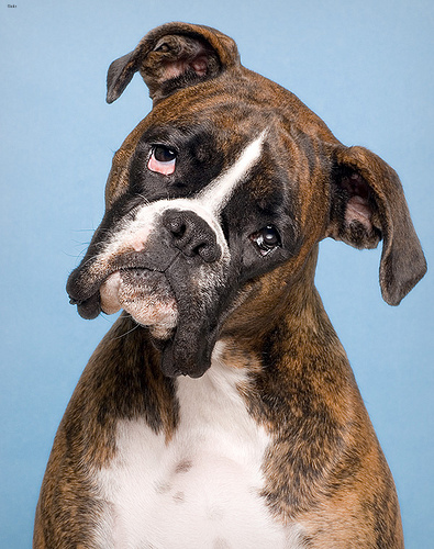 dog-breeds-detector Object Detection Dataset by lab