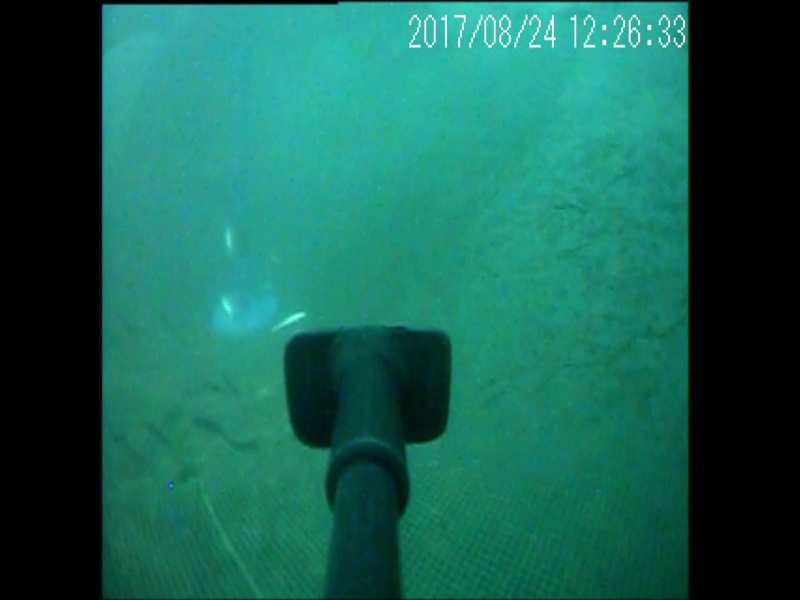 mort_fish Object Detection Dataset by Omar Osman