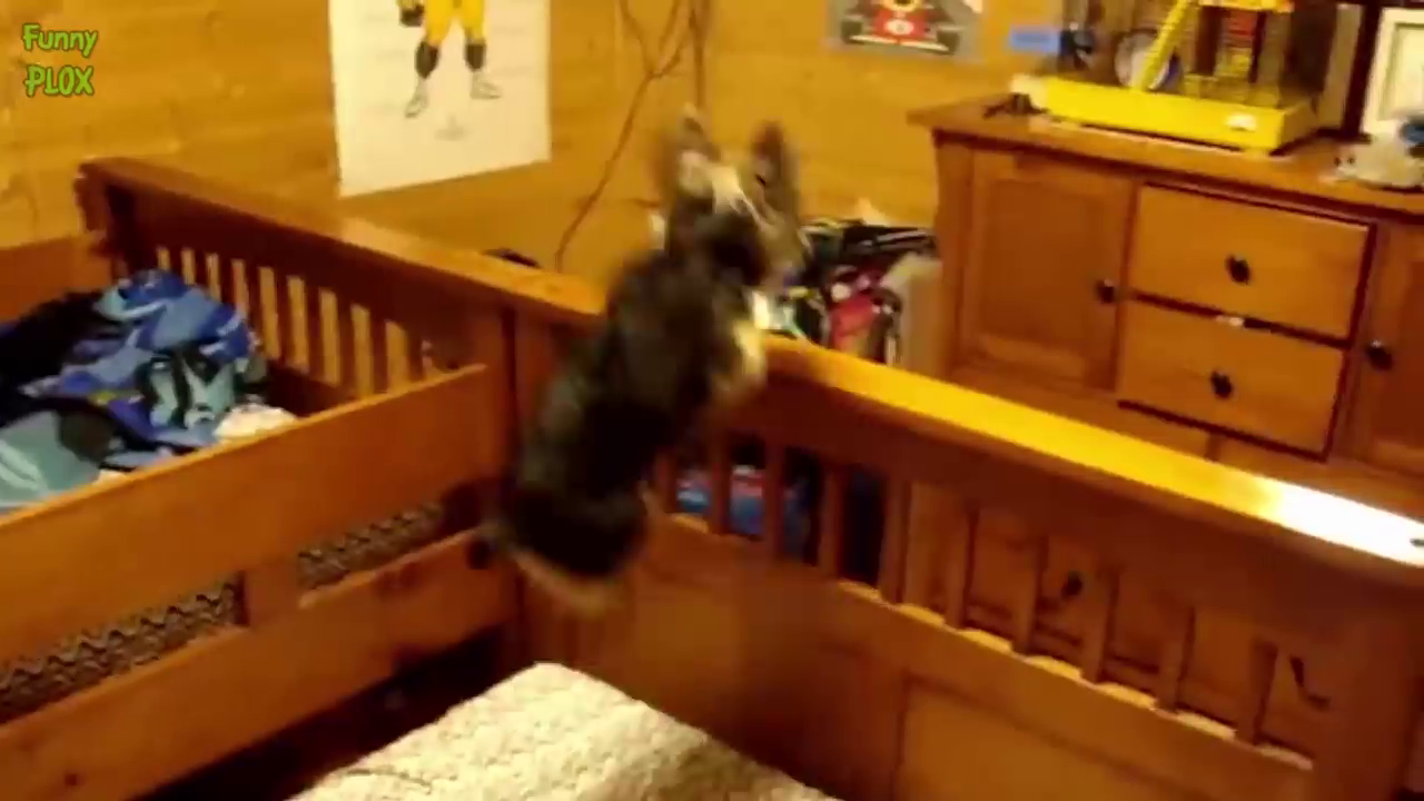 cats-dogs-monkeys Object Detection Model by Universiti Malaya