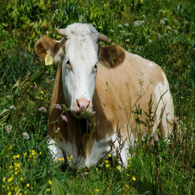 Animals 2 lab Instance Segmentation Dataset by MII 2 Lab