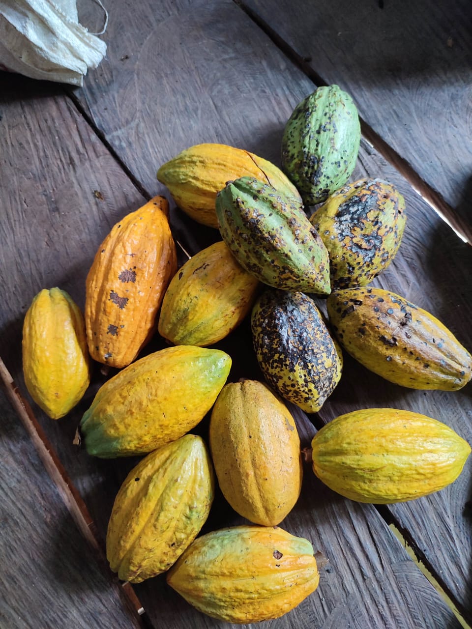 Cocoa Detection 3 Object Detection Dataset and Pre-Trained Model by andisyamaswandi