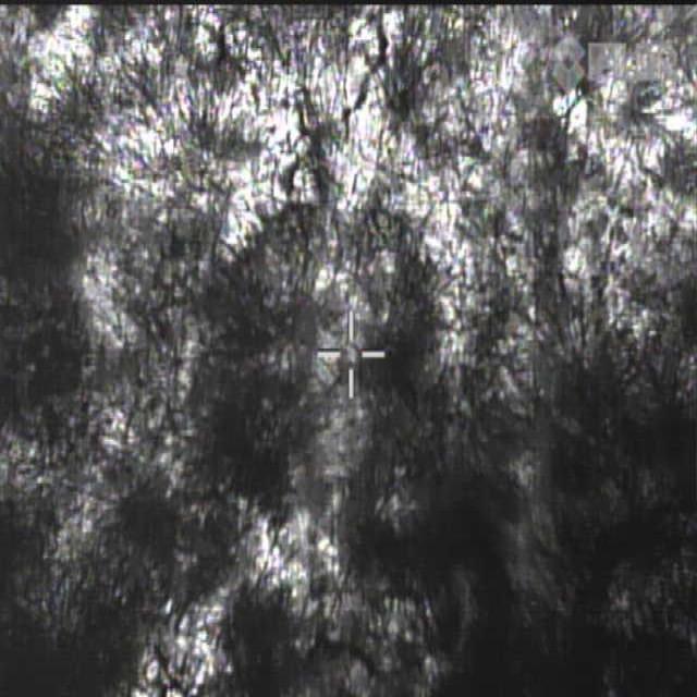 bird-nests Object Detection Dataset by birdnest