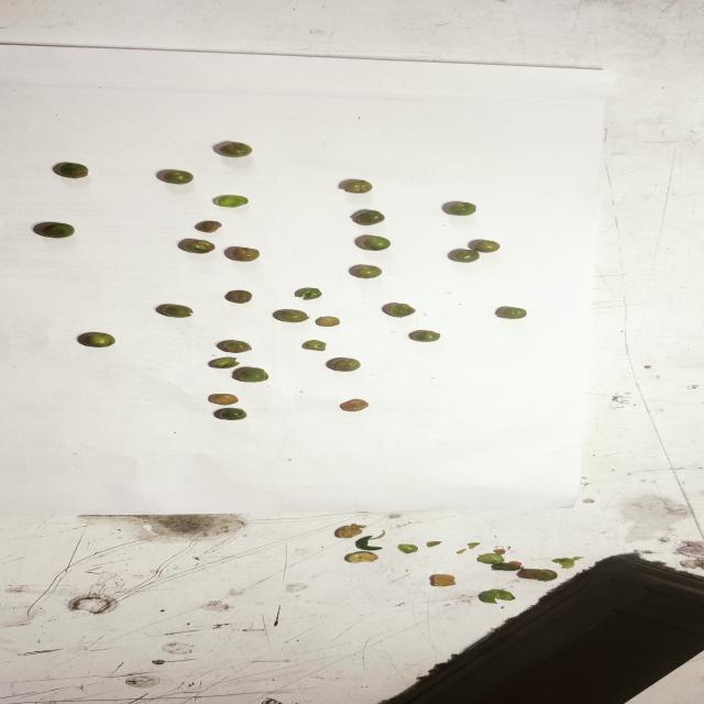 pista adulteration Instance Segmentation Dataset and Pre-Trained Model by proj