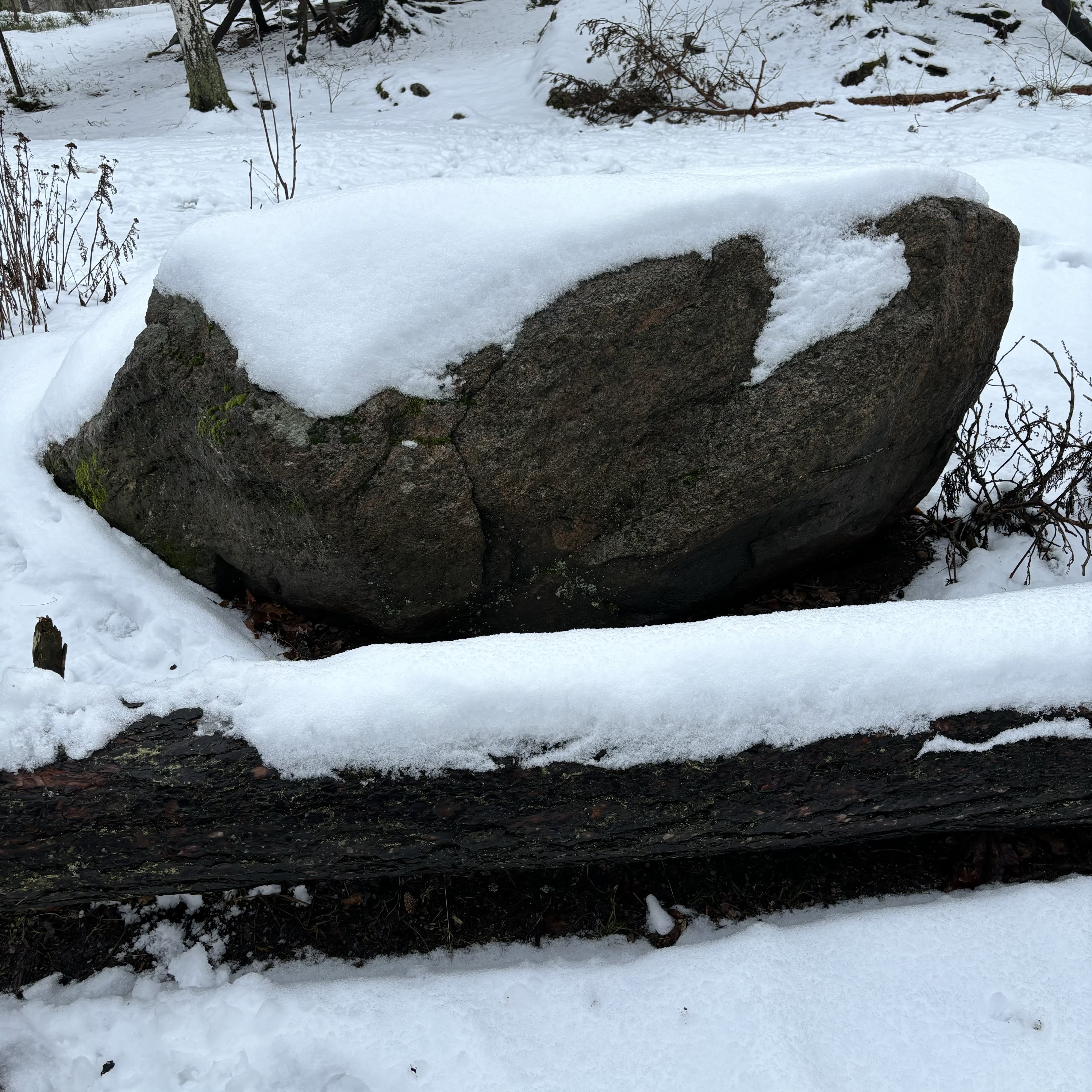 Forest Rock Detection Object Detection Dataset And Pre Trained Model By