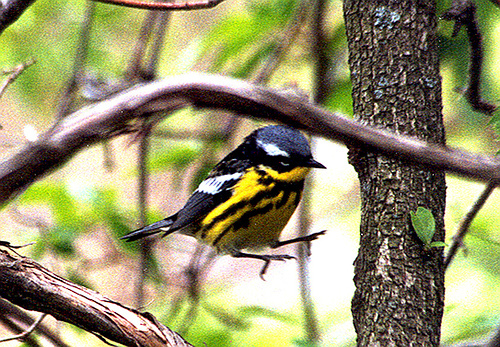 bird Object Detection Dataset by ipl