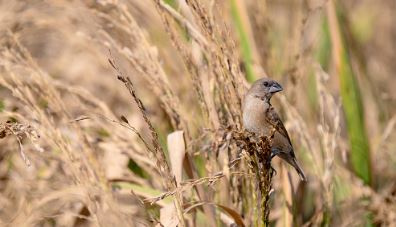 Second phase birds detection Object Detection Dataset and Pre-Trained Model by BaronIsaac