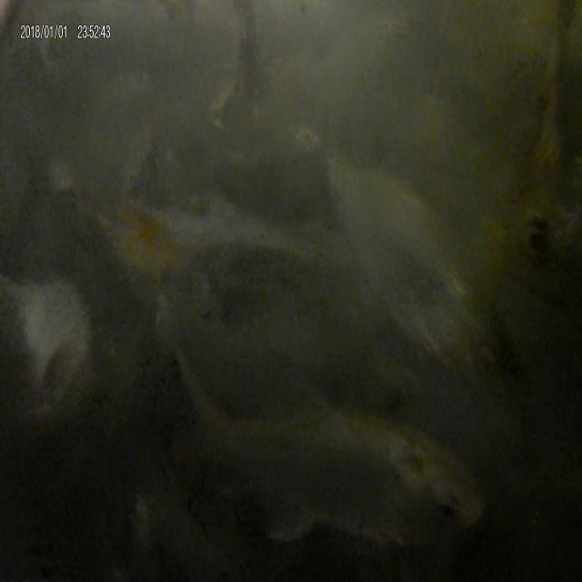 fish detection Object Detection Dataset by Anu