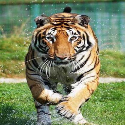 Wild animals-detection 2 Object Detection Dataset by WildGuard