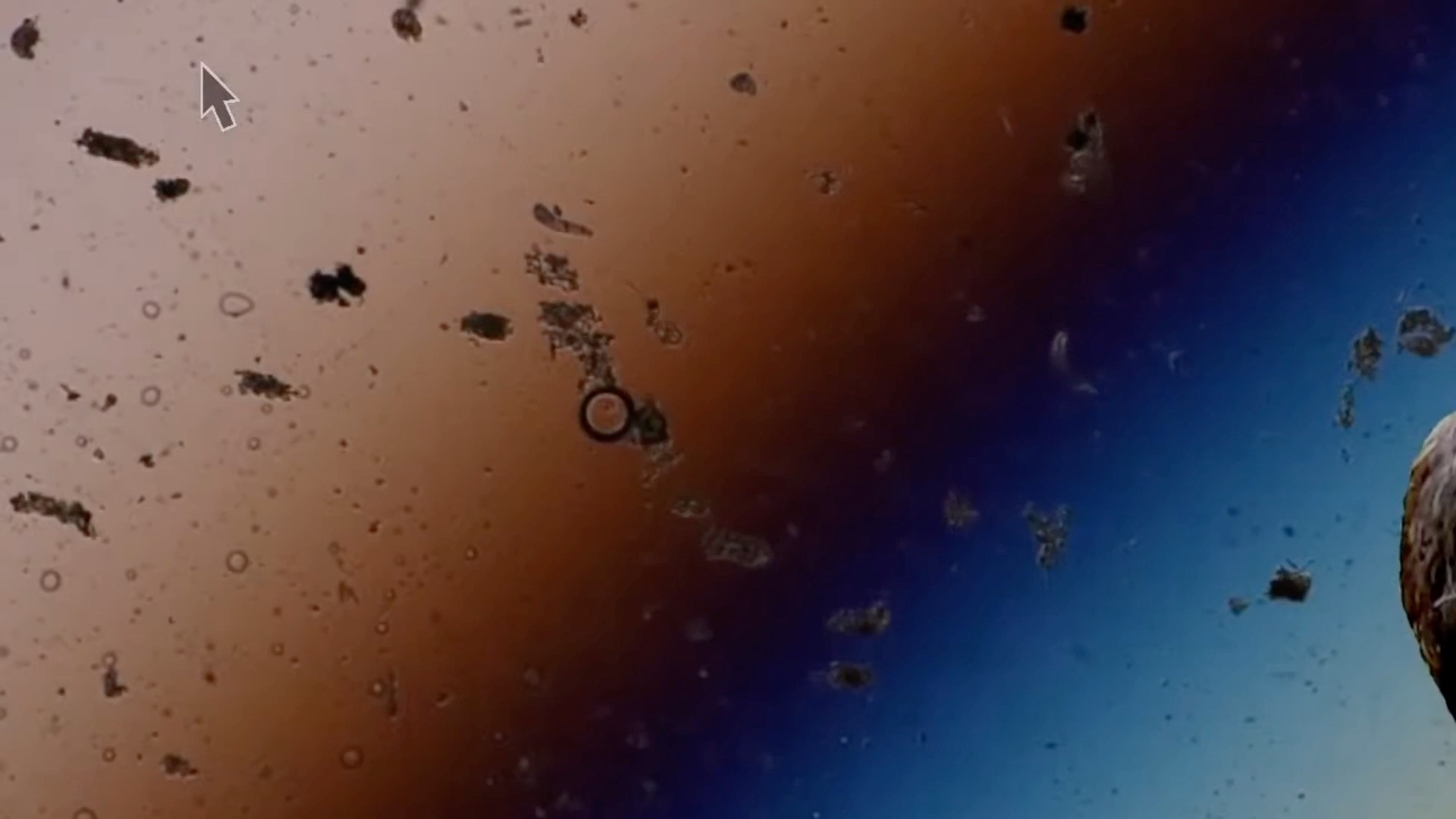 Soil Microbes Object Detection Dataset and Pre-Trained Model by Soil ...