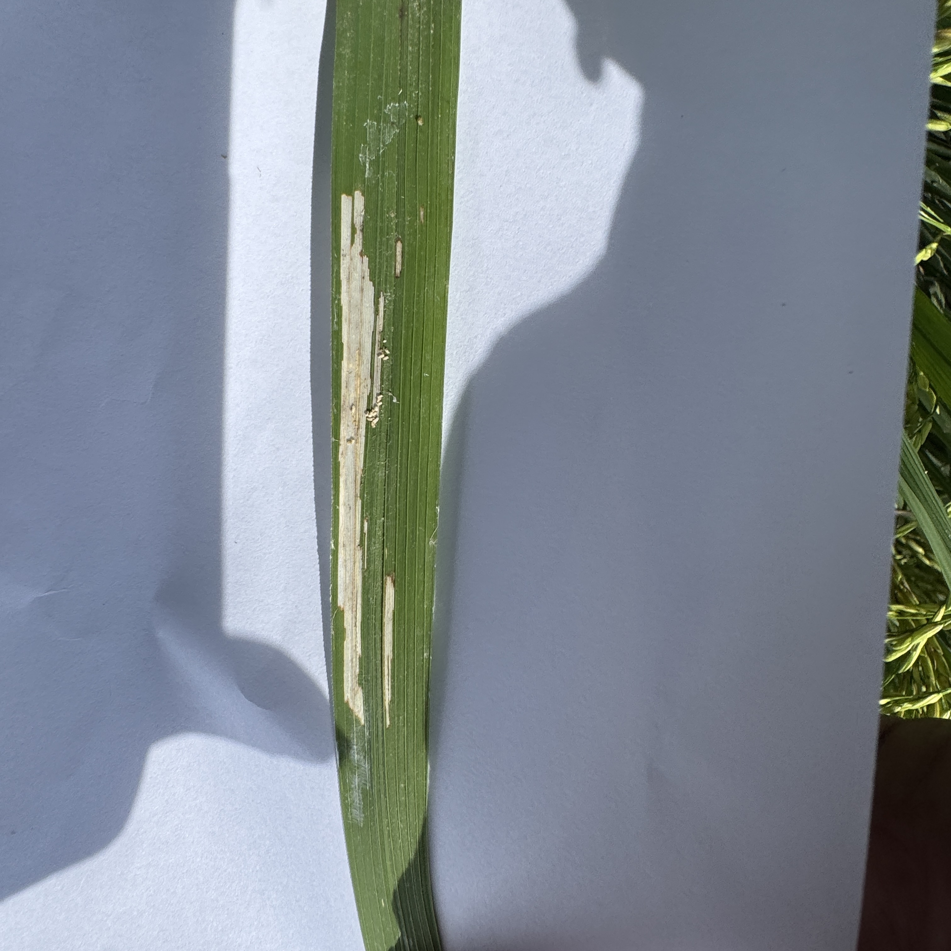 Rice Leaf Disease Classification Classification Dataset By Rice Leaf Disease Classification