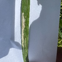 rice leaf disease classification - Roboflow Universe