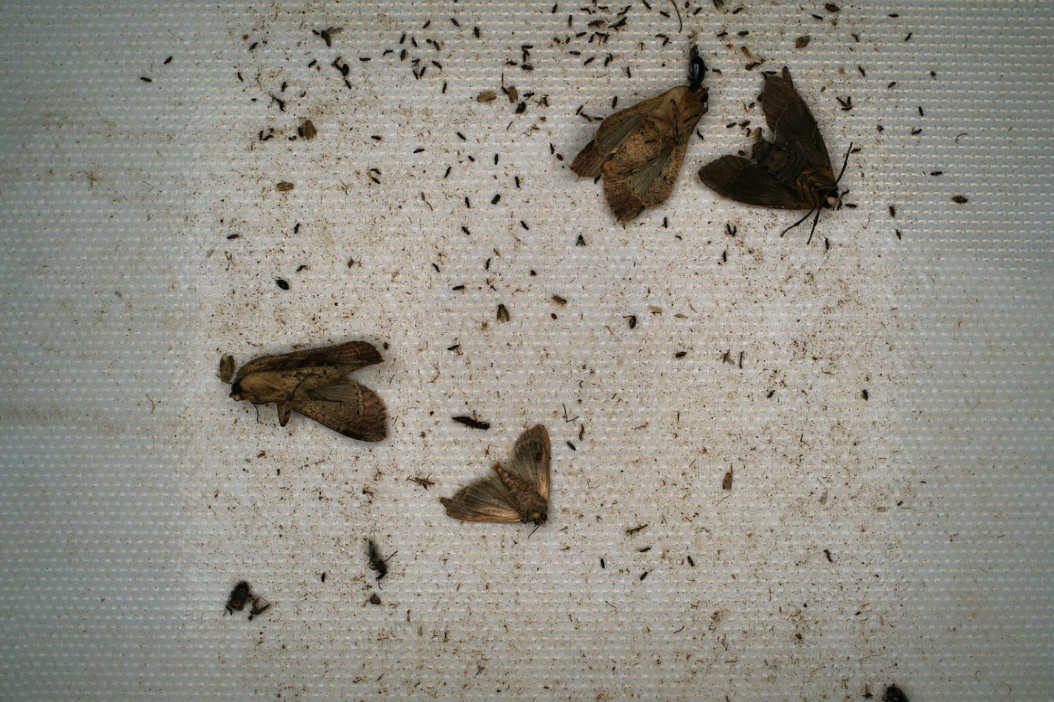 c7082 Object Detection Model by My Space