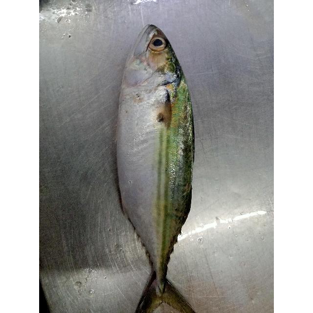 Deteksi Ikan Baru Object Detection Dataset by Kesegaran Ikan