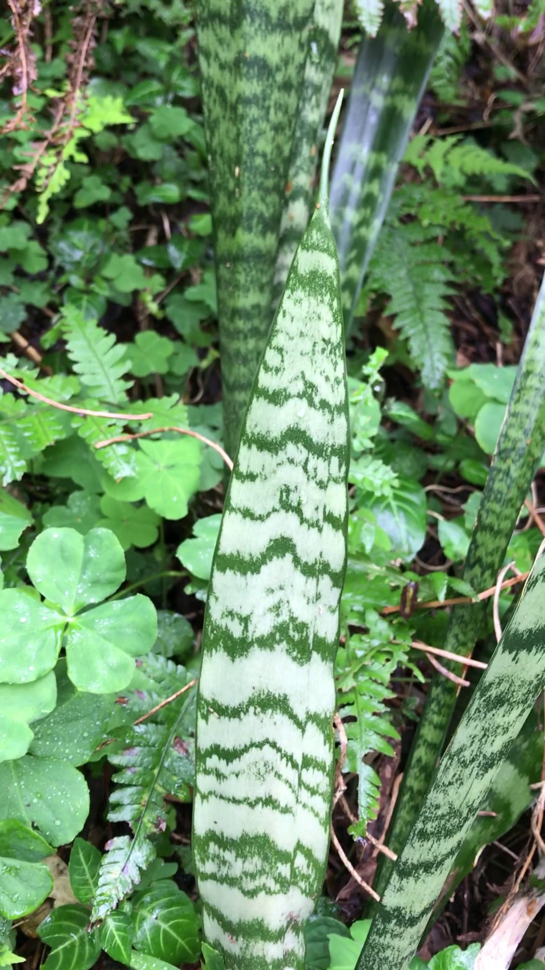 Plant Object Detection Dataset and Pre-Trained Model by Owen Chang