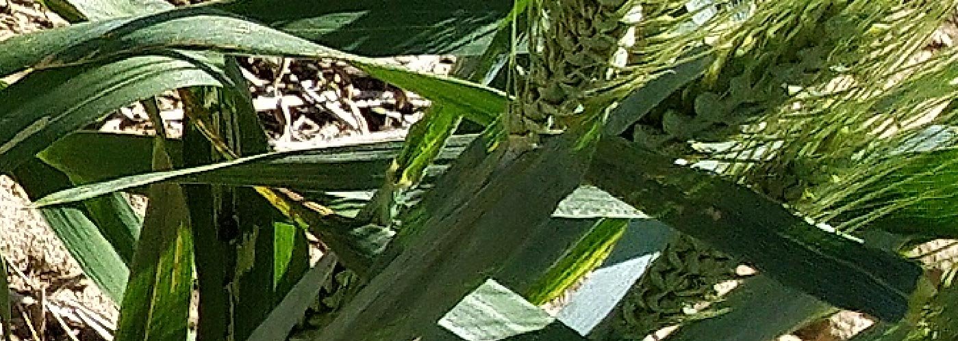 yolo Classification Model by project