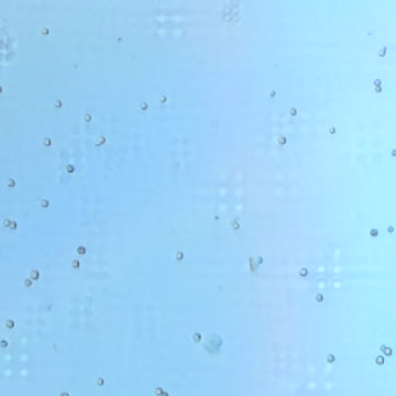 CELLOP - Roboflow Universe