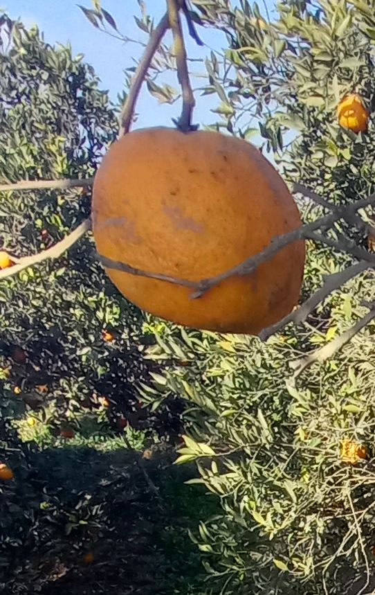 Citrus melanose Object Detection Dataset by cornWeeds