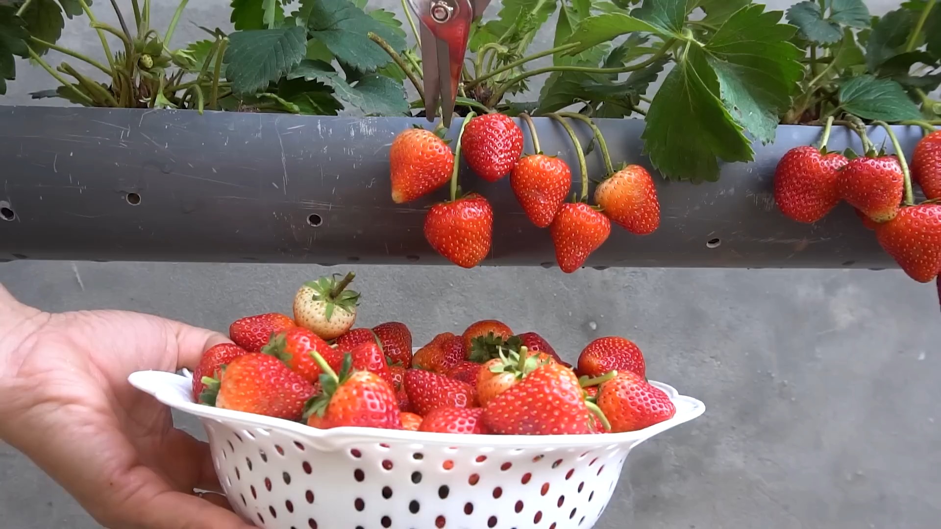 Strawberry_detection Object Detection Dataset by Myworkspace