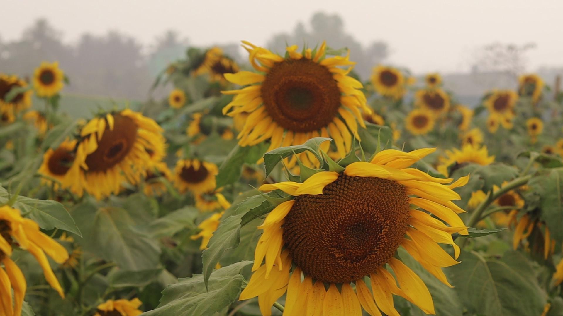 Sunflower Object Detection Dataset by RAIYAN8018