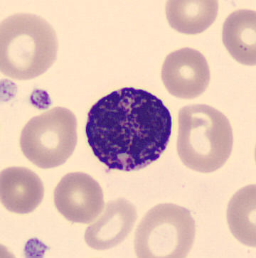 WBC detection cell Instance Segmentation Model by detection