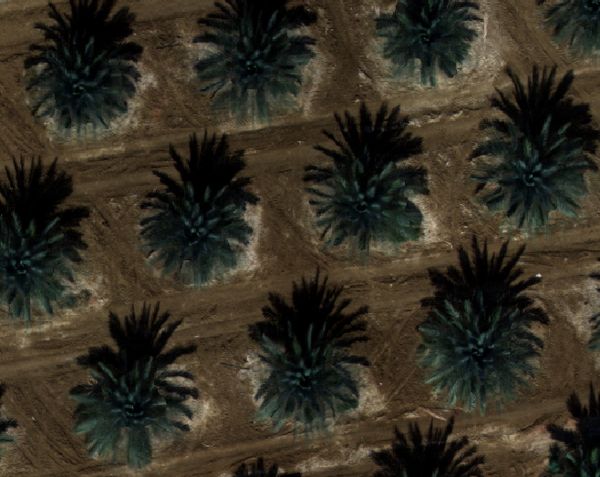 trees boxes Object Detection Dataset and Pre-Trained Model by aa