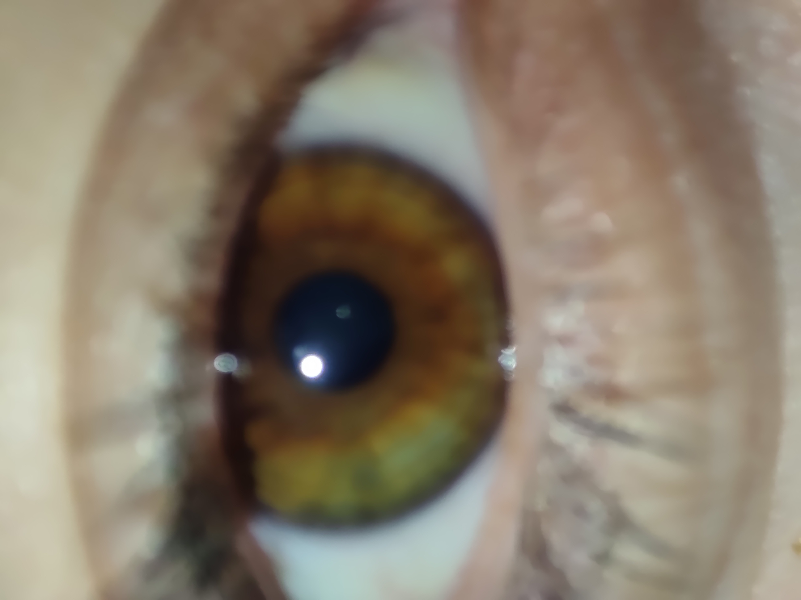 IRIS RECONIGTION PFE 3 originale 2 Object Detection Dataset by kary