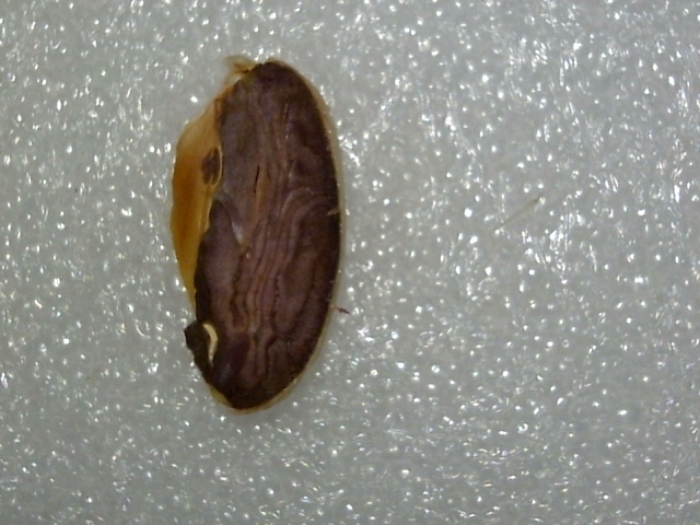 trained Object Detection Dataset and Pre-Trained Model by cacaotrain