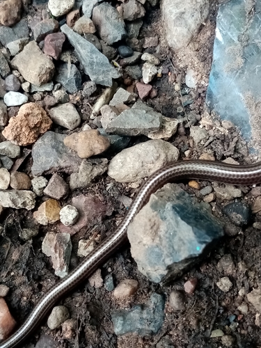 Snake Detection Object Detection Model by Snake