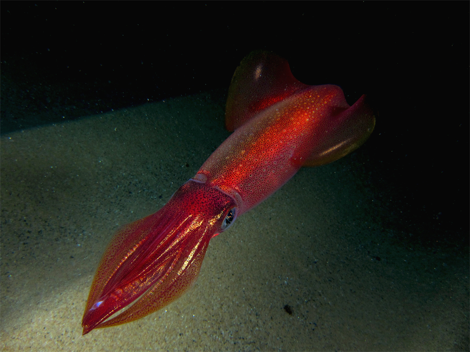 Squid Image Dataset Object Detection Model by Brenda